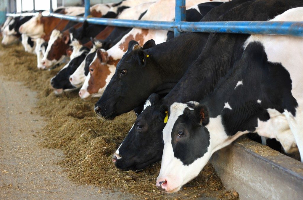 8 Ways Of Keeping Livestock Warm In Winter New Horizons Message
